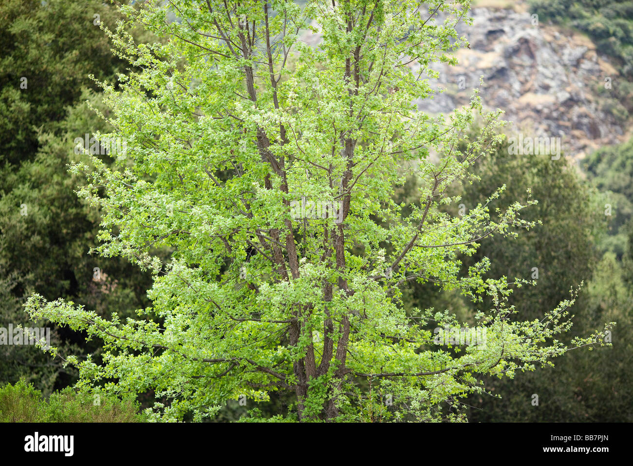 Green Trees Malibu Creek State Park Calabasas Los Angeles LA Stock ...
