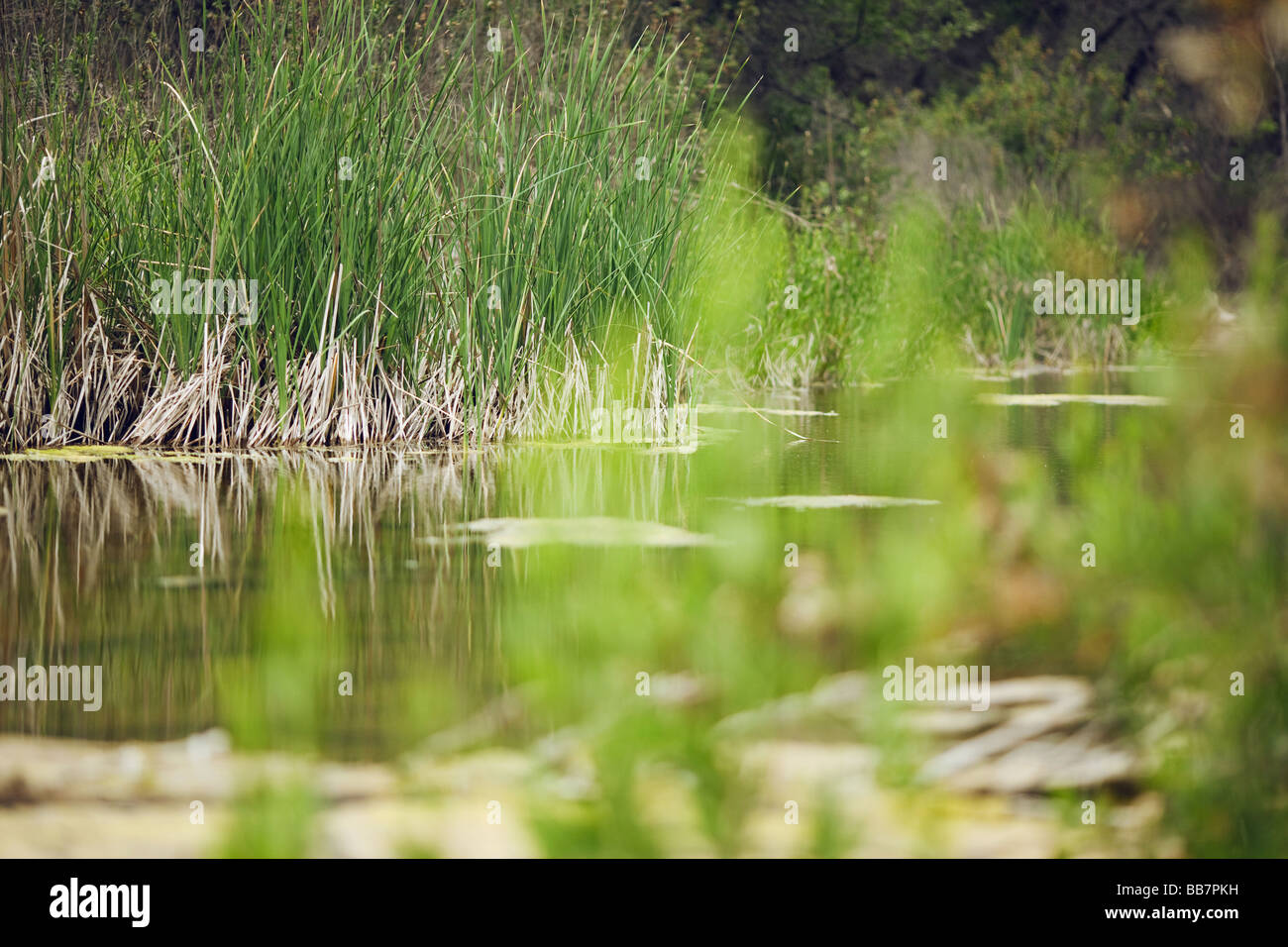 Reeds in Small Lake Malibu Creek State Park Calabasas Los Angeles LA ...