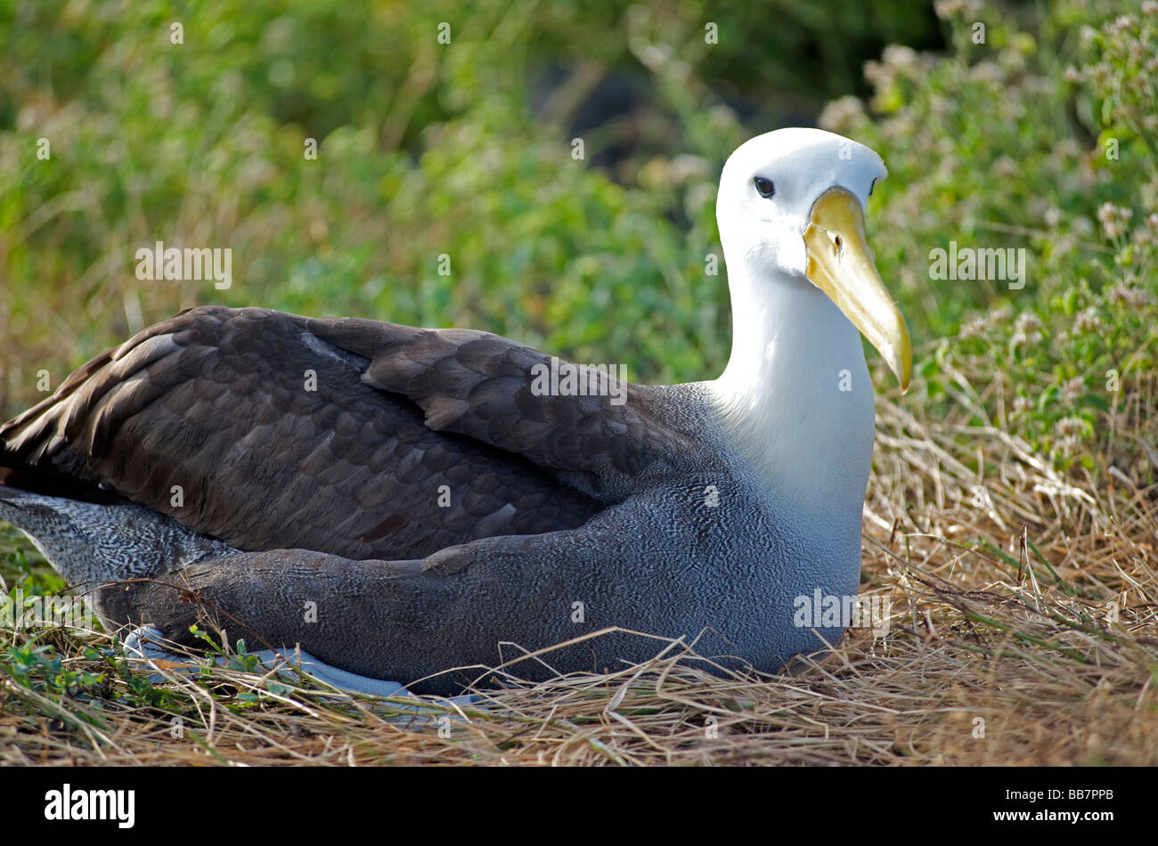 Nesting breeding ground hi-res stock photography and images - Alamy