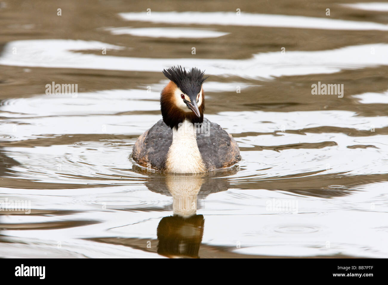 Great Crested Grebe Podiceps cristatus adult in breeding plumage ...