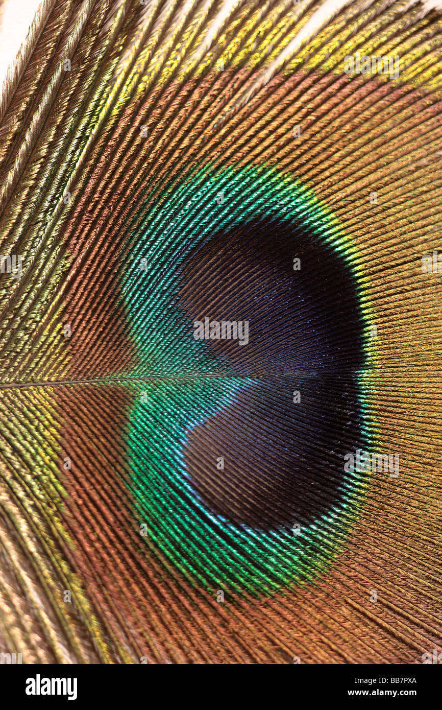 Iridescent peacock colours hi-res stock photography and images - Alamy