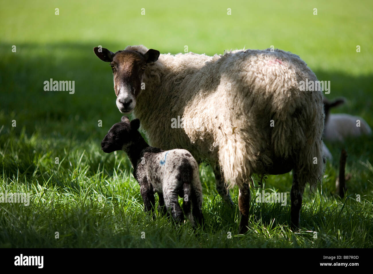 A mother sheep with her lamb Stock Photo - Alamy A mother sheep with her lamb Stock Photo - Alamy