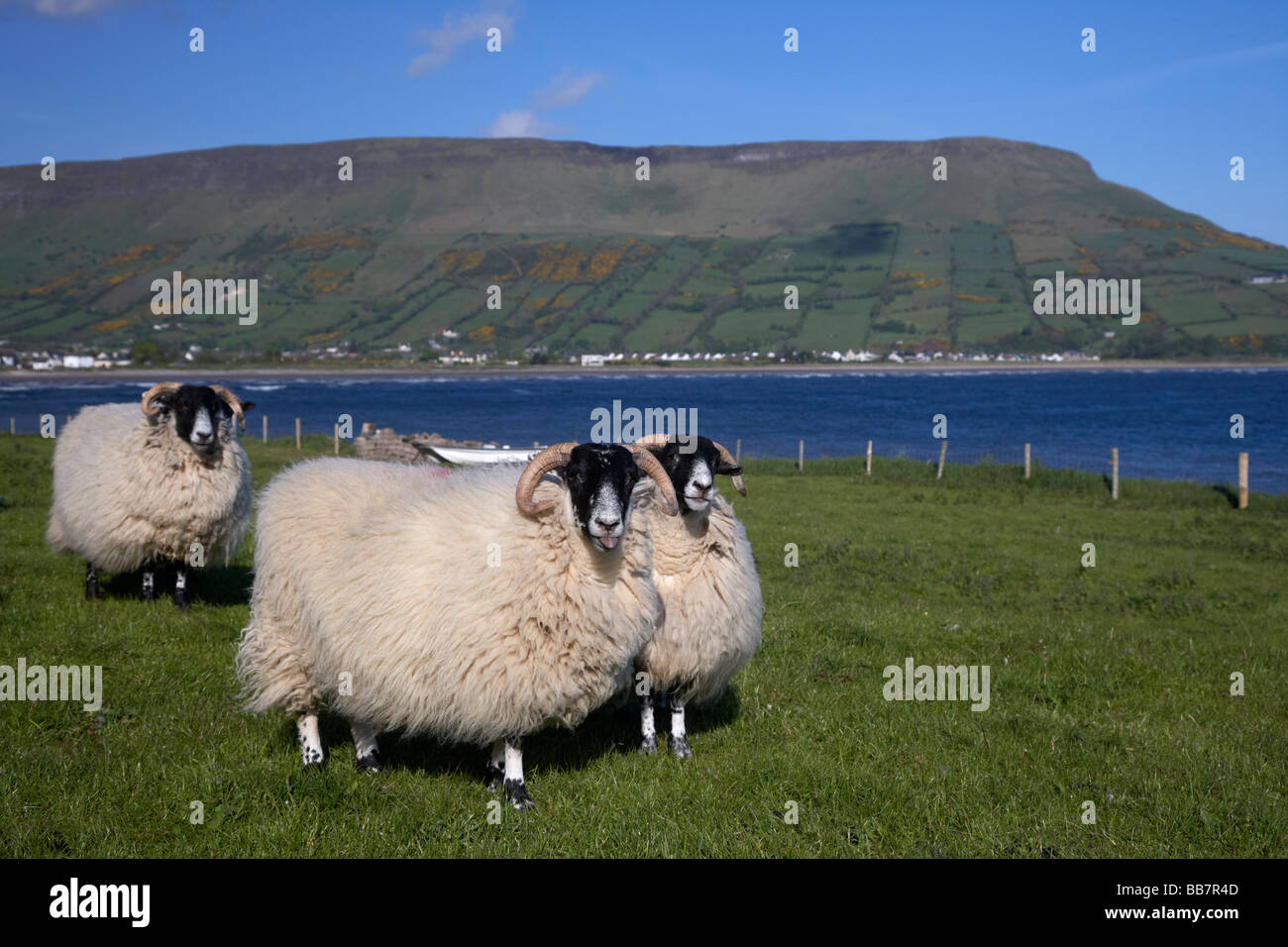 Sheep in an irish landscape hi-res stock photography and images - Alamy