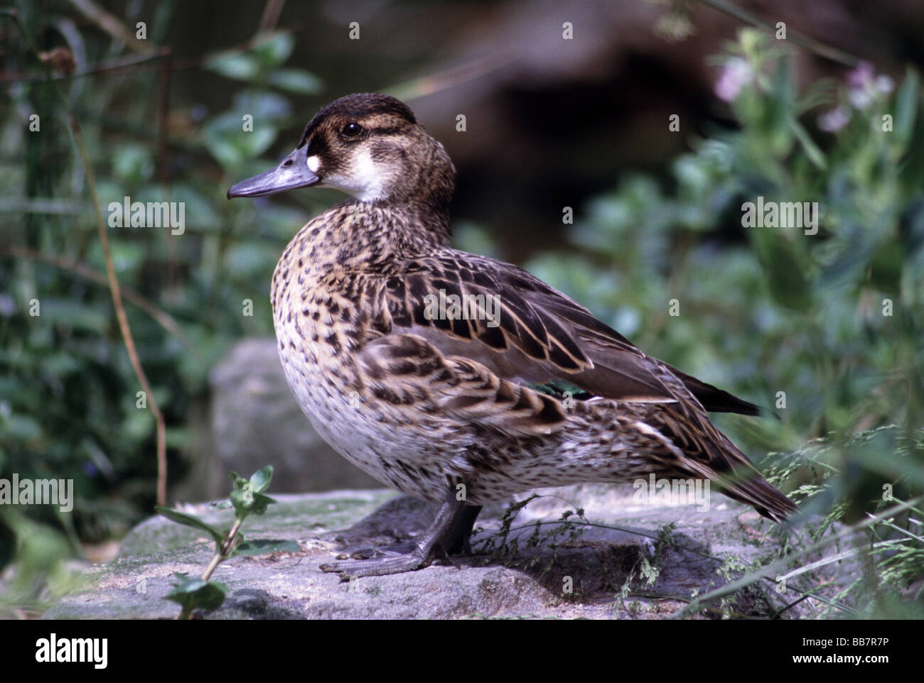 Wildfowl;Ducks;Baikal Teal;Anas formosa; Female standing on a rock ...