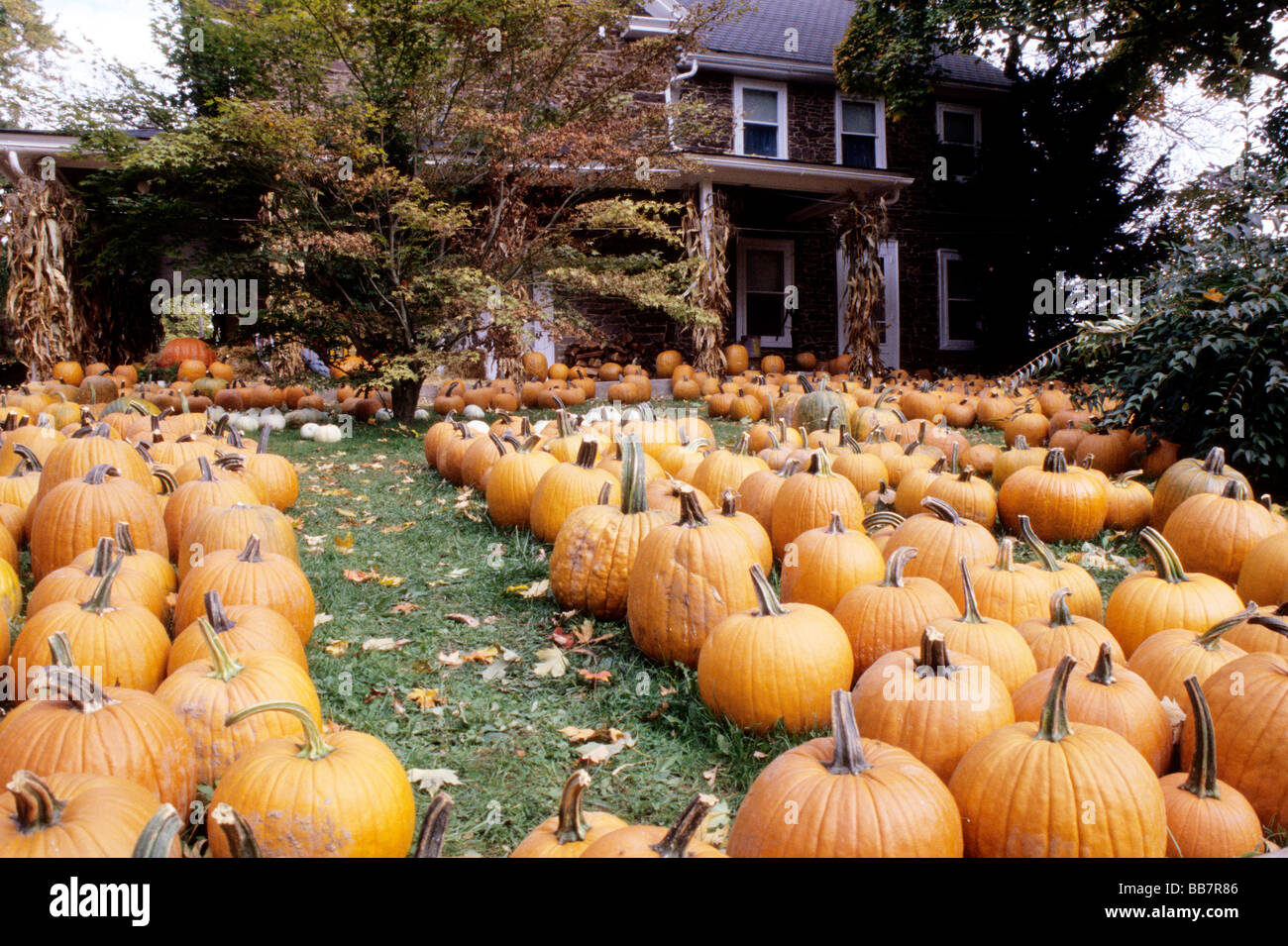 Pumpkins outside old colonial farmhouse Stock Photo - Alamy