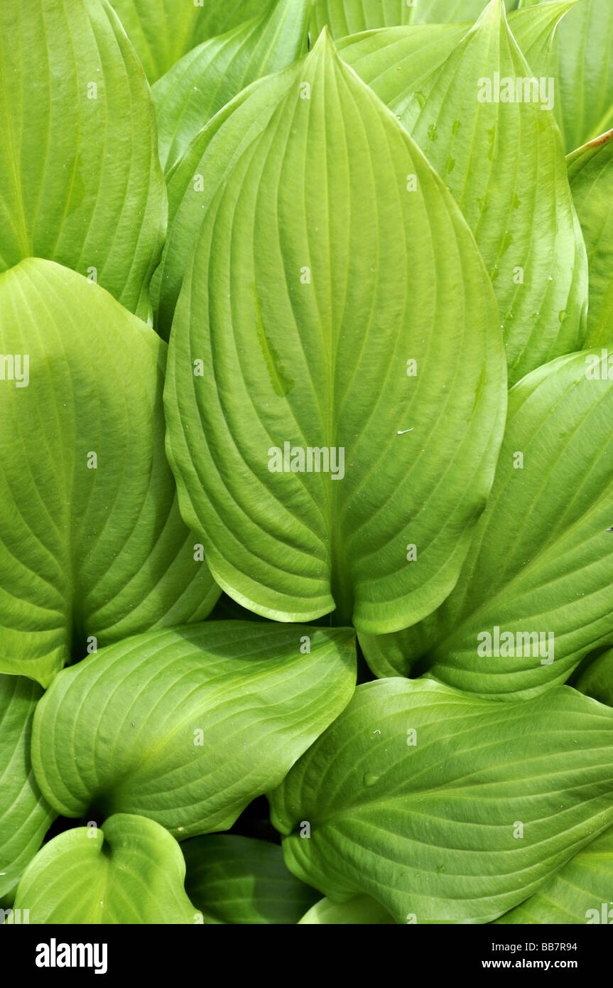 Hosta leaves in spring Stock Photo - Alamy