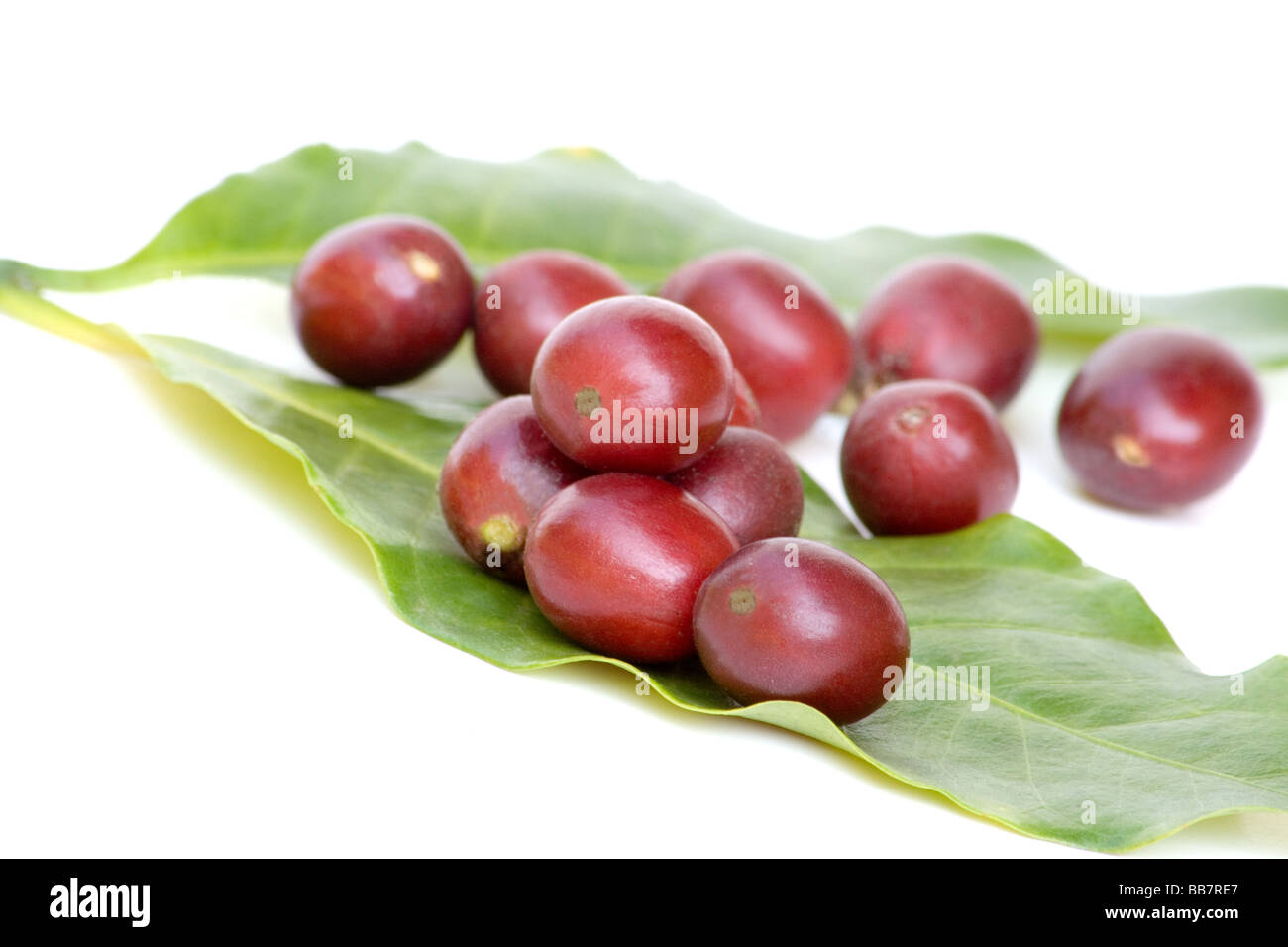 Ripe coffee berries cut on white hi-res stock photography and images ...