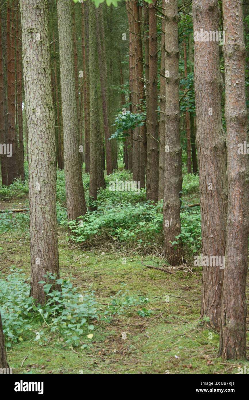 Center parcs hi-res stock photography and images - Alamy