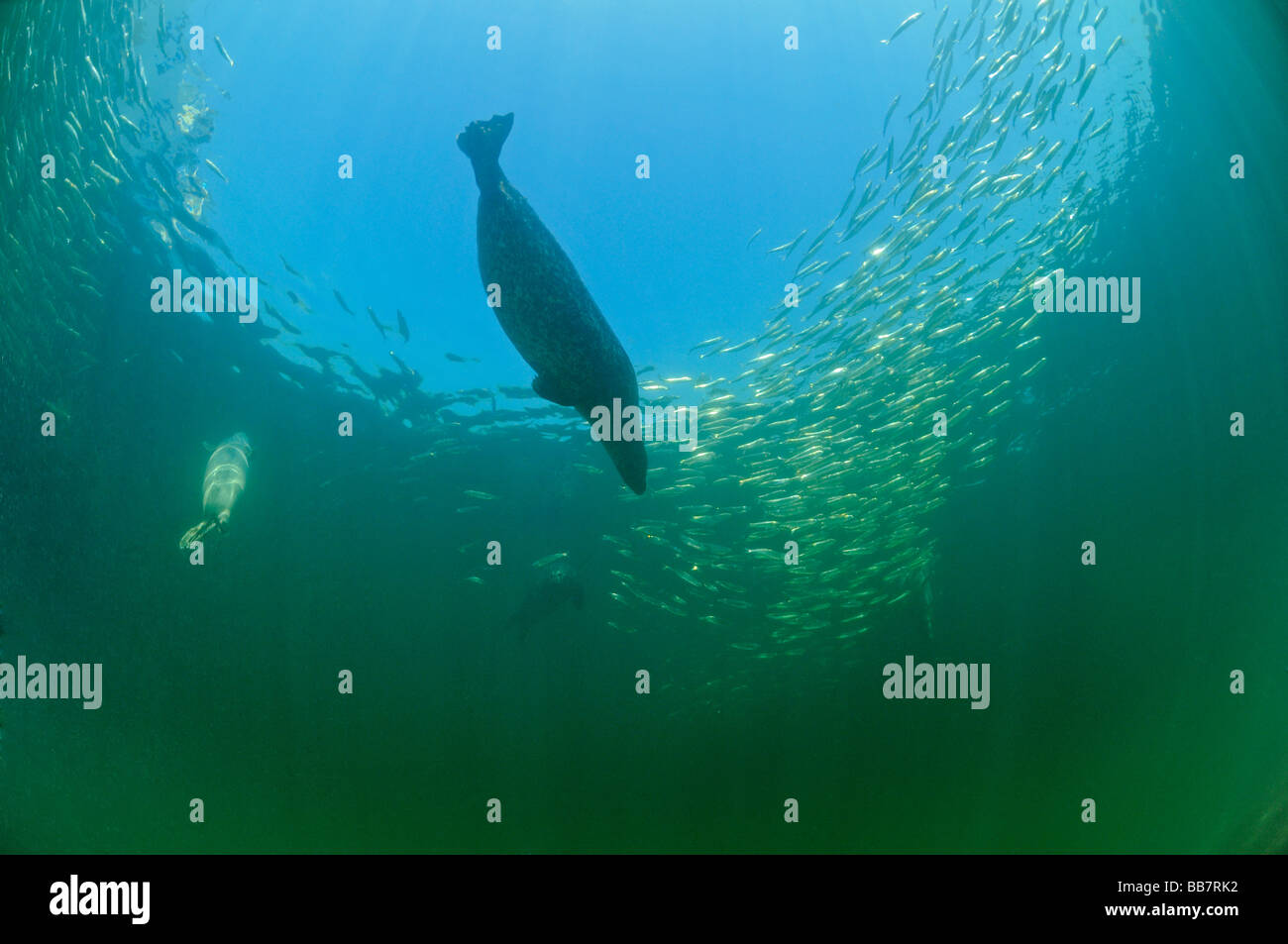 Seal underwater chasing fish hi-res stock photography and images - Alamy