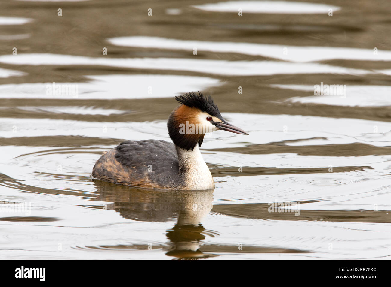 Great Crested Grebe Podiceps cristatus adult in breeding plumage ...
