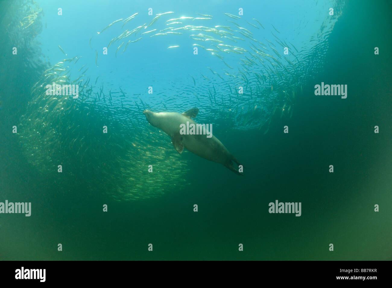 Seal underwater chasing fish hi-res stock photography and images - Alamy