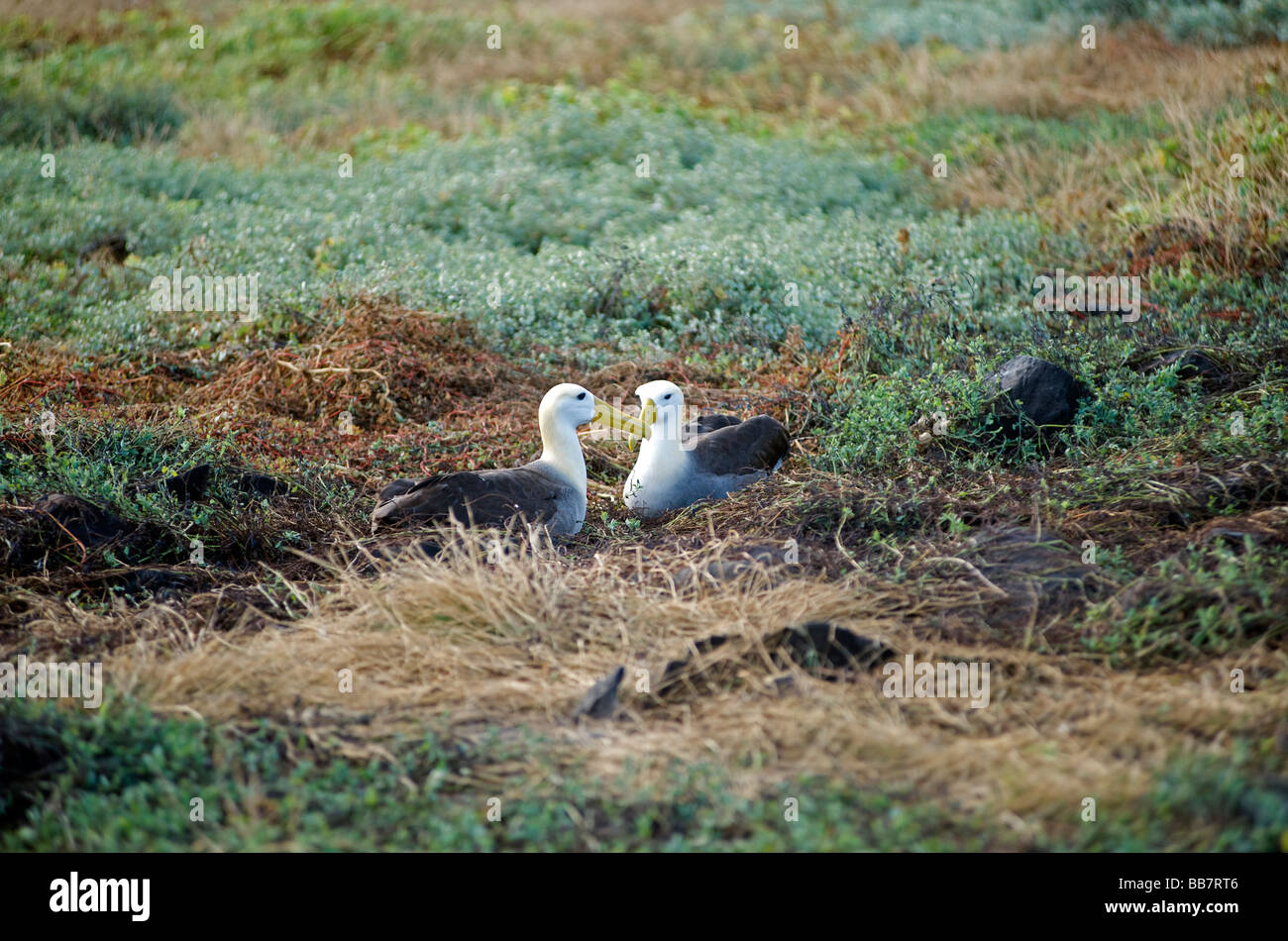 Albatross on nest hi-res stock photography and images - Alamy