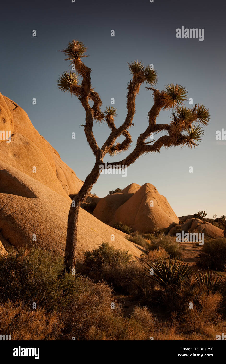 Joshua Tree National Park Jumbo Rocks in Yucca valley Mohave Desert ...