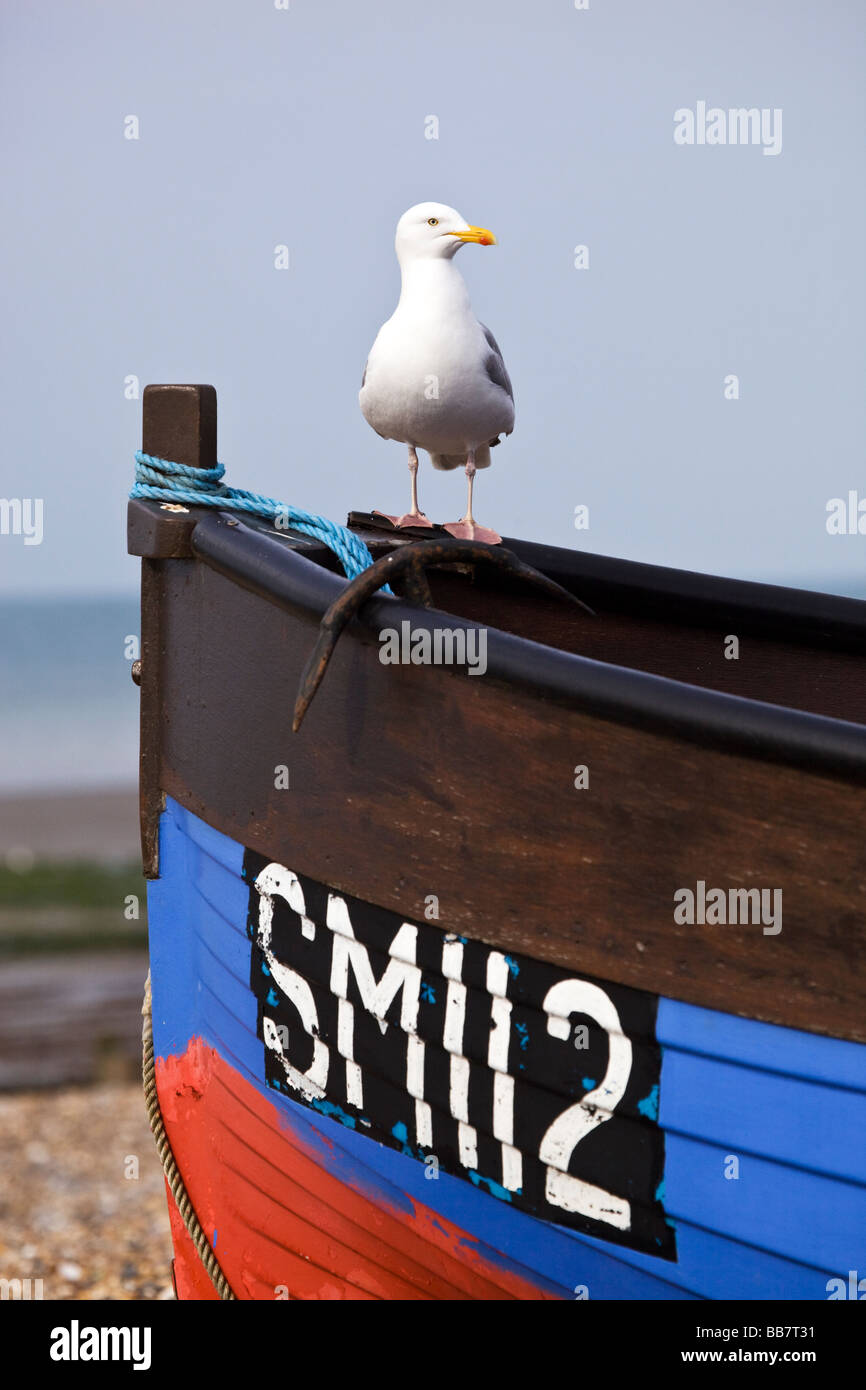 Seagull on Fishing Boat Worthing Stock Photo - Alamy