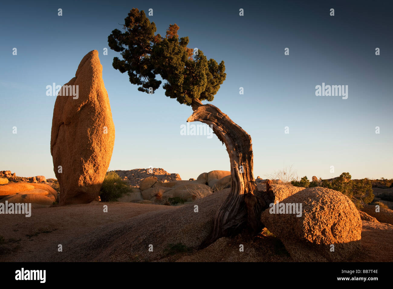 Juniper tree and conical rock at Jumbo Rocks in Joshue Tree National ...