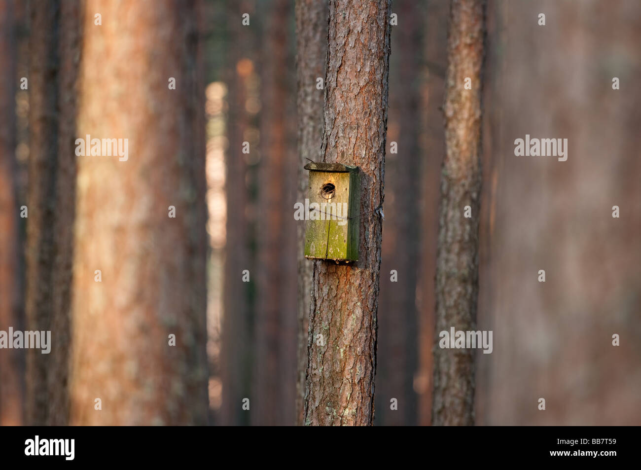 Tall nest box hi-res stock photography and images - Alamy