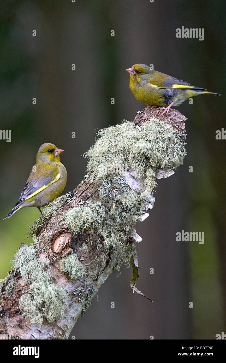 British greenfinches hi-res stock photography and images - Alamy