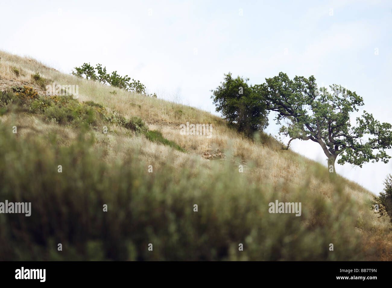 Tree Growing up Hill Malibu Creek State Park Calabasas Los Angeles LA ...