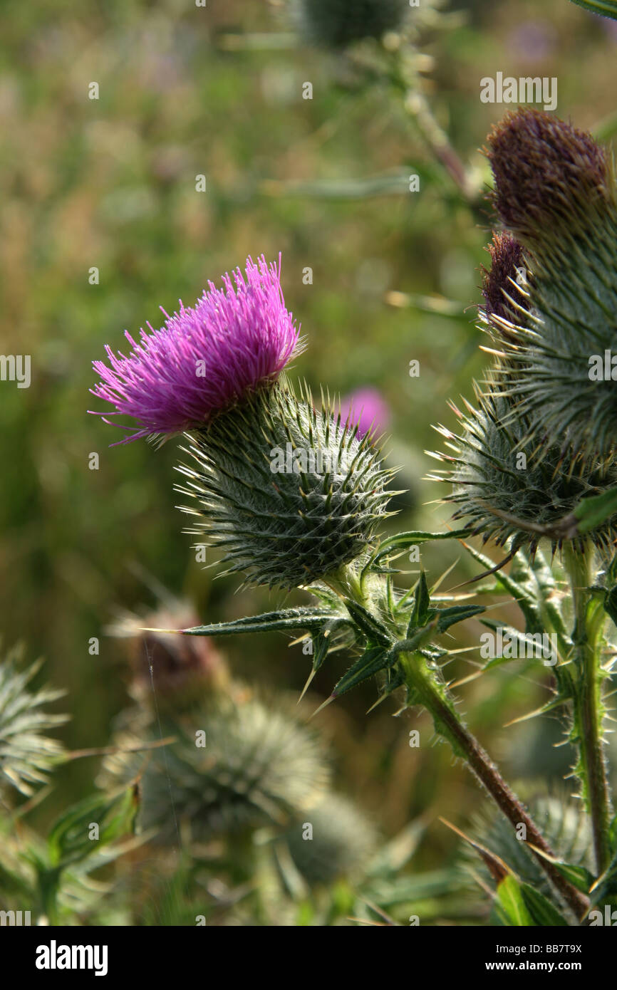 The Scottish Thistle Stock Photos & The Scottish Thistle Stock Images ...