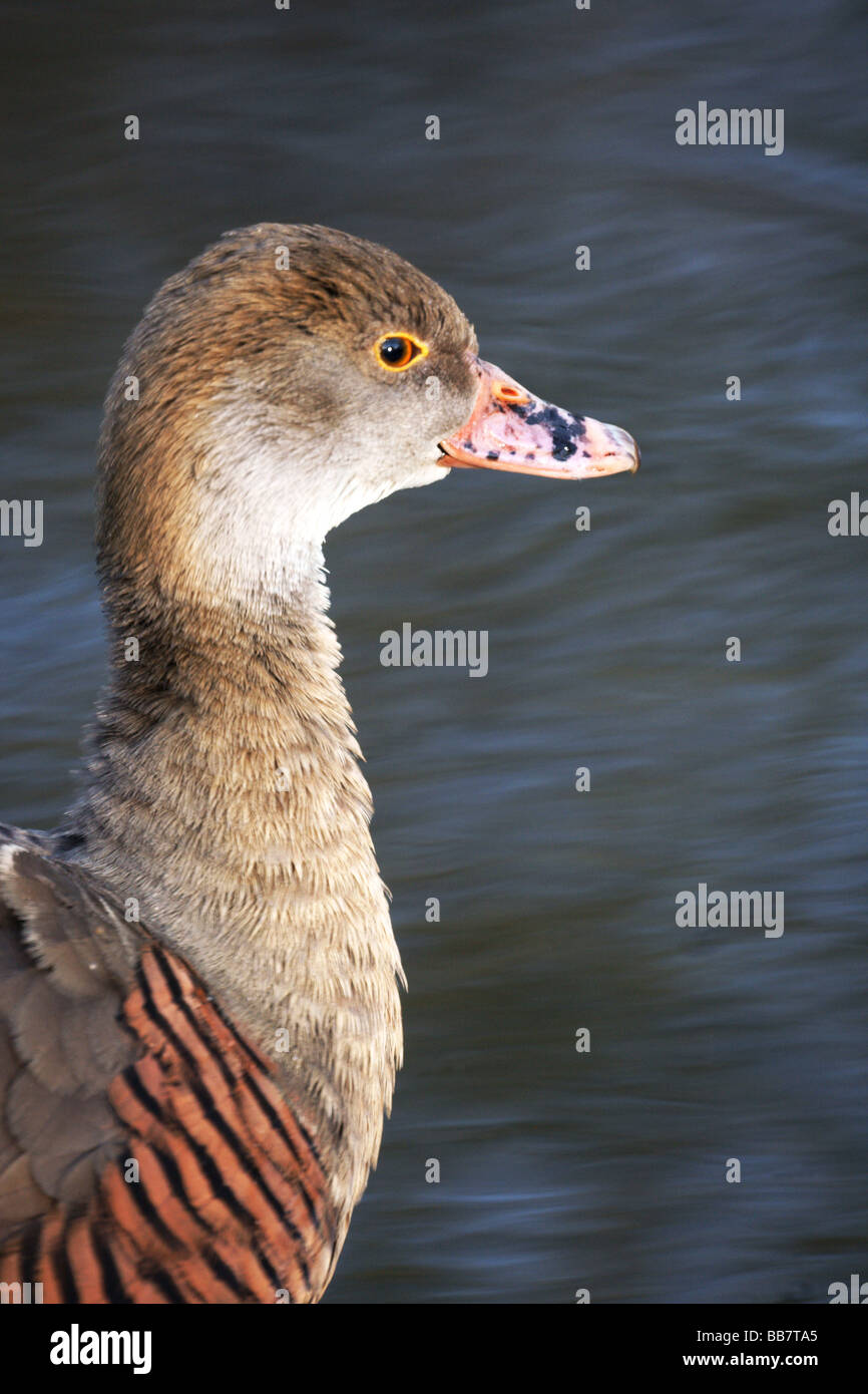 Wildfowl of the australasian realm hi-res stock photography and images ...
