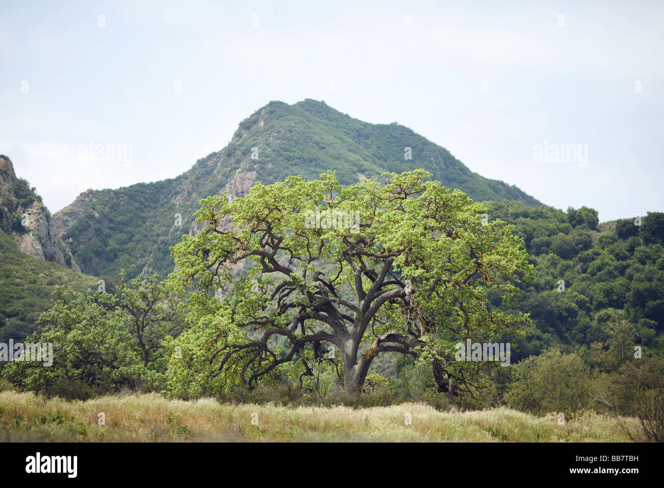 Tree Under Mountain Malibu Creek State Park Calabasas Los Angeles LA ...