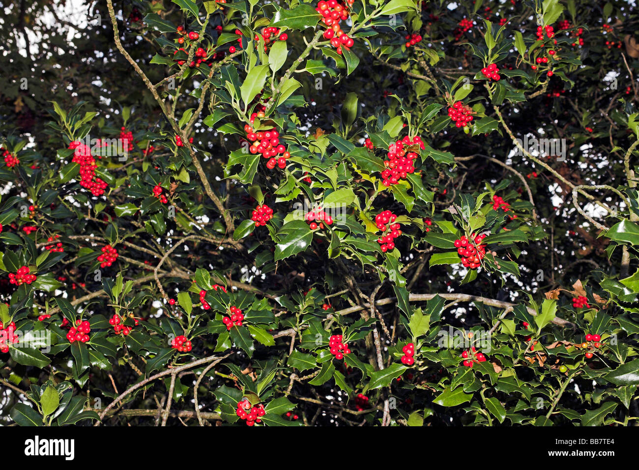 Holly plant in forest hi-res stock photography and images - Alamy