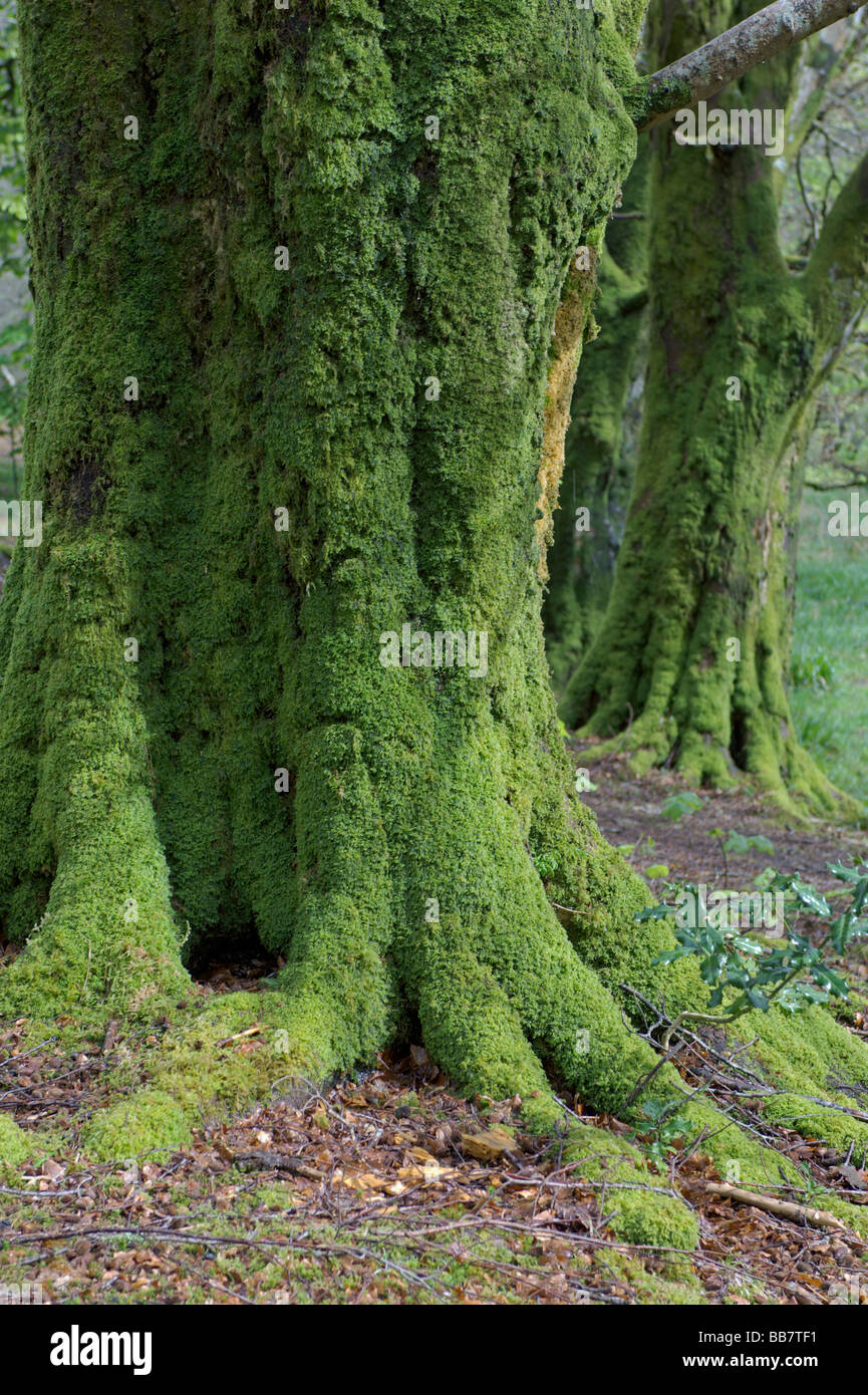 Trees beside River Coe at Glencoe village Highland Region Scotland ...
