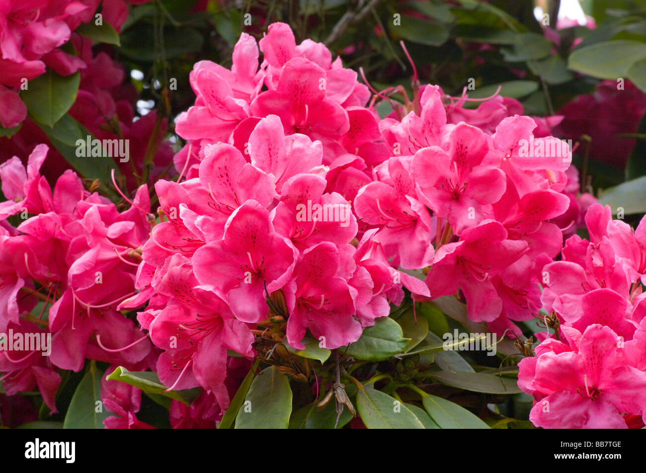 Pink Rhododendron Flowers Stock Photo - Alamy