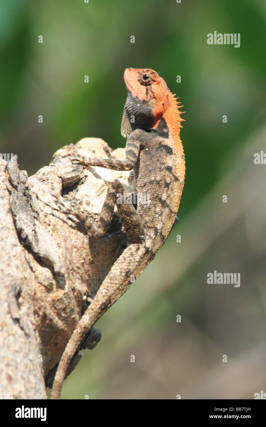India lizard hi-res stock photography and images - Alamy