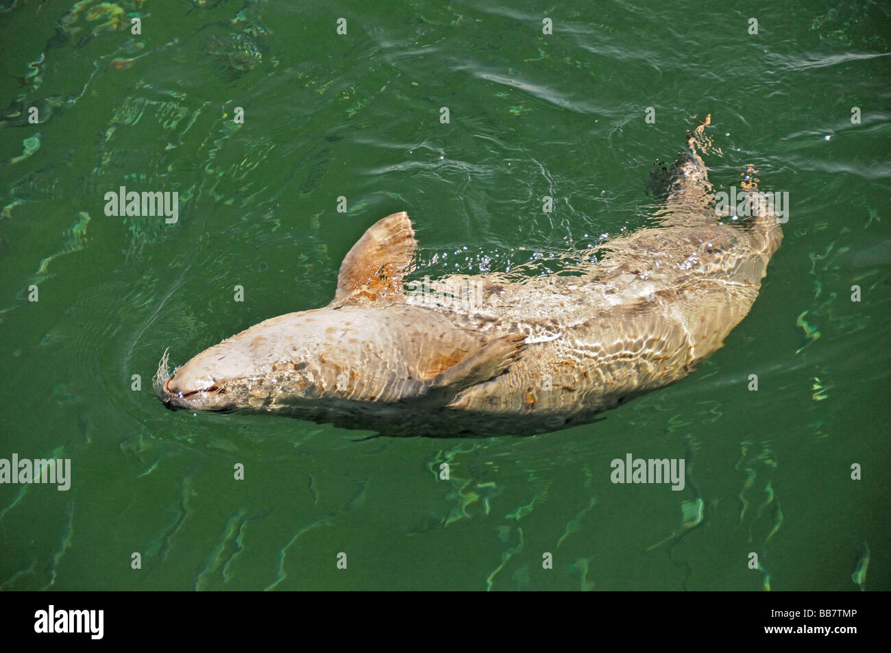 Seal underwater chasing fish hi-res stock photography and images - Alamy