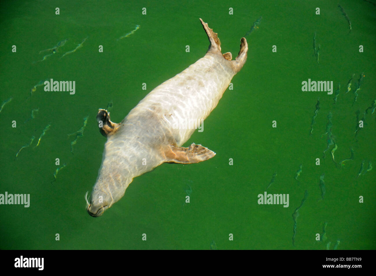 Seal underwater chasing fish hi-res stock photography and images - Alamy