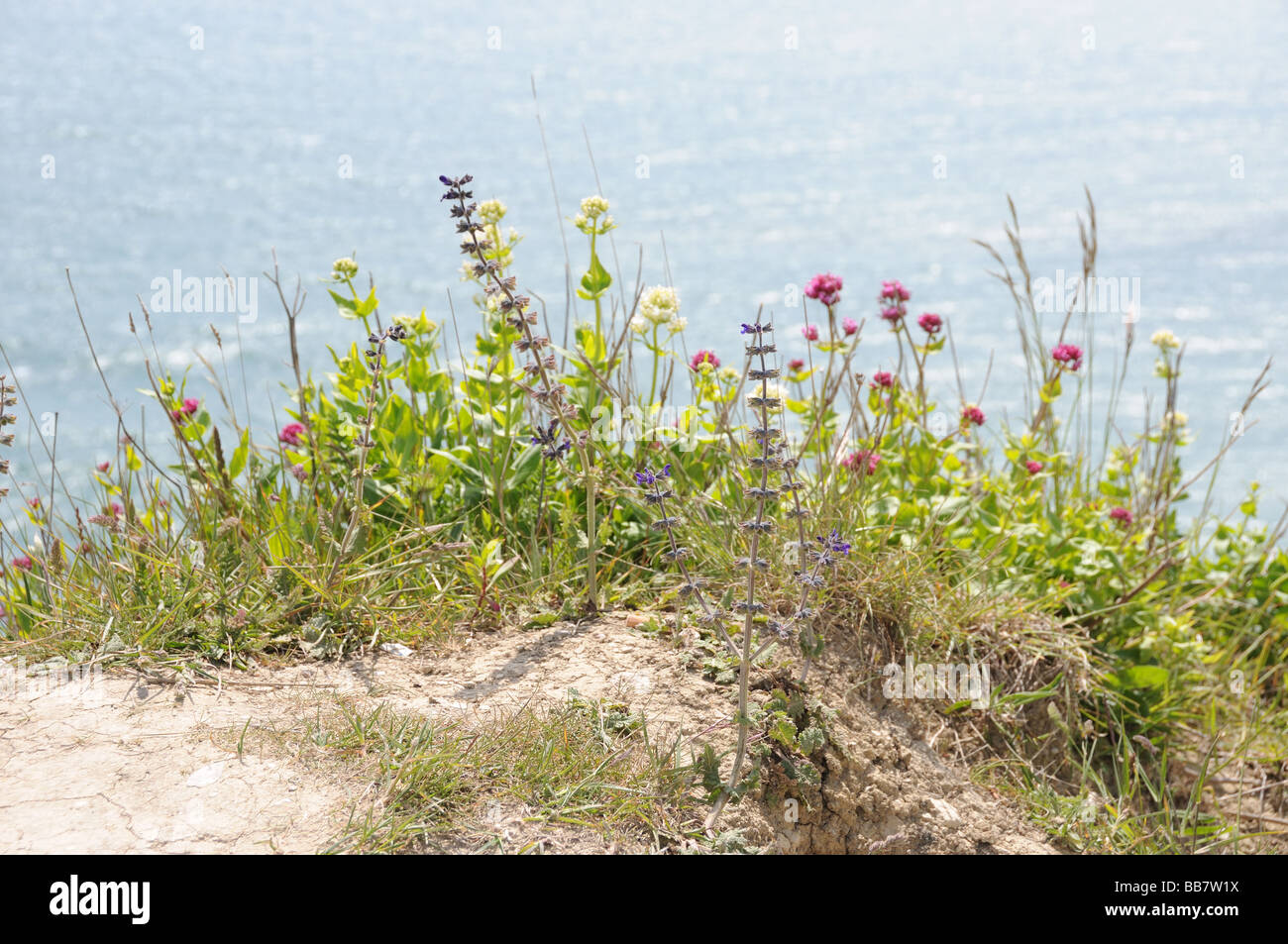 Coastal flowers hi-res stock photography and images - Alamy