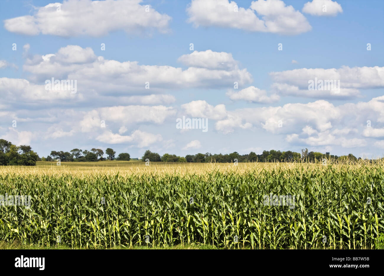 Corn Field almost ready for harvest Stock Photo - Alamy
