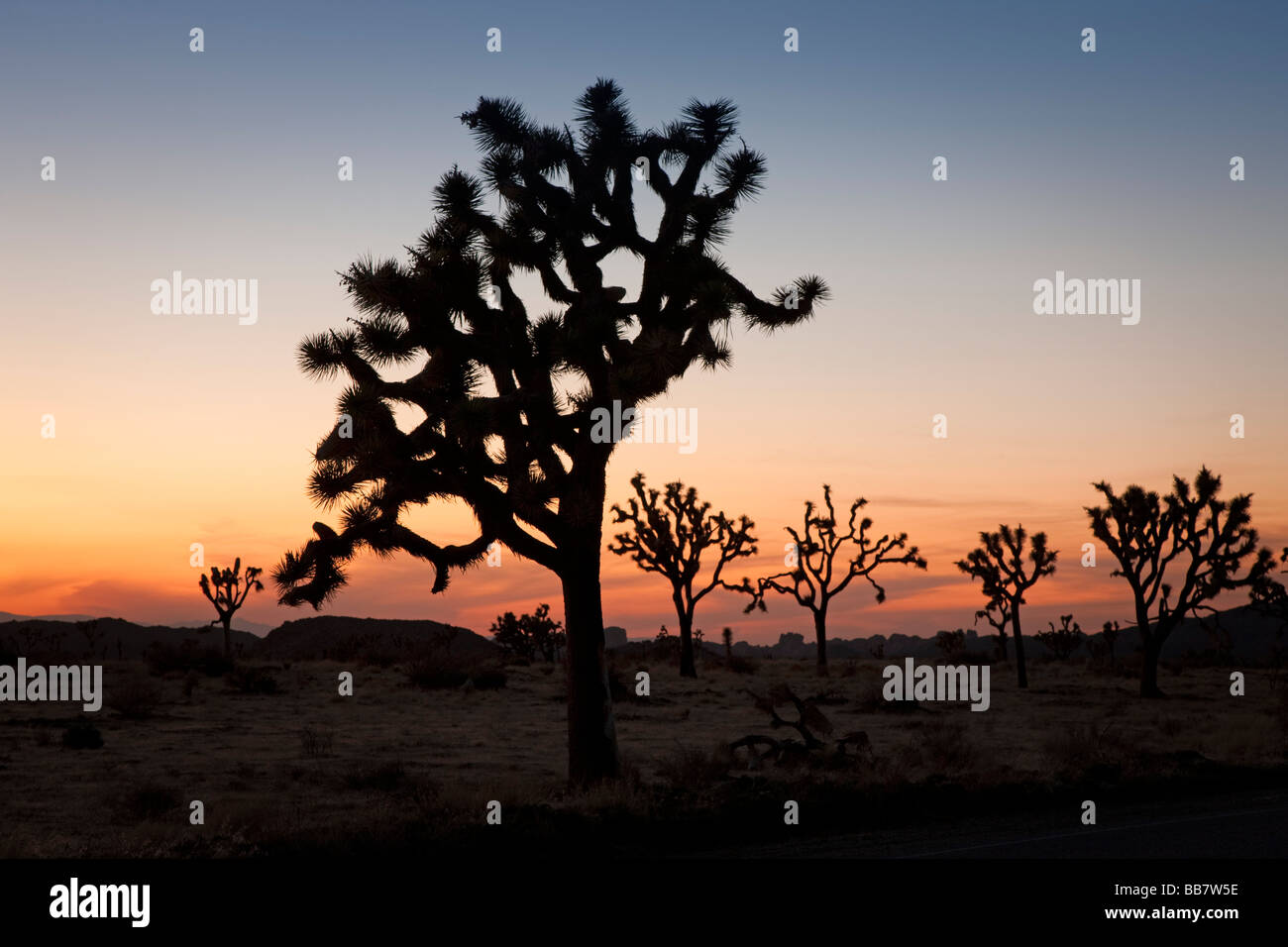 Dusk setting behind joshua trees in Joshua Tree National Park in ...