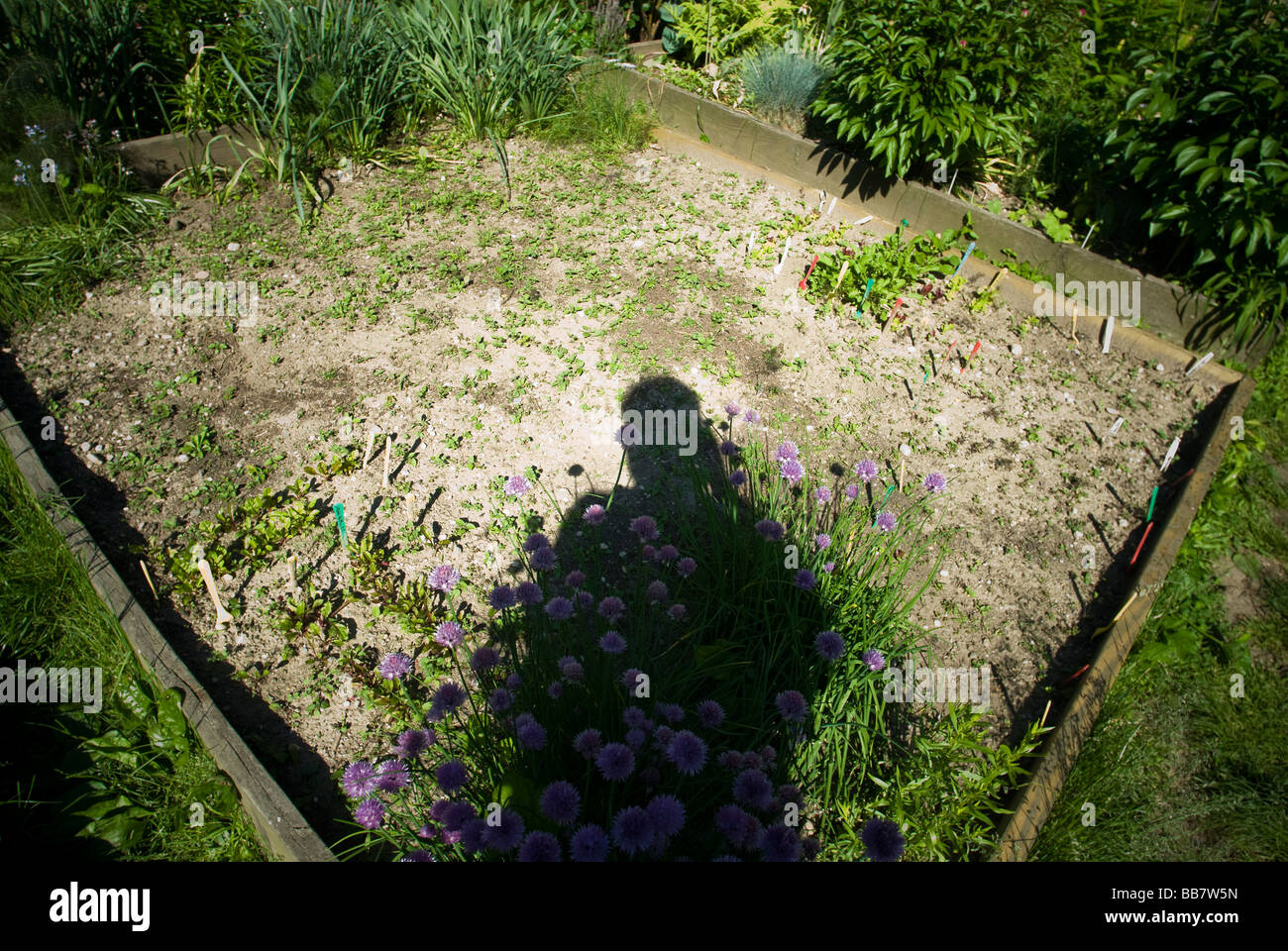 Self portrait in a garden patch in a community garden in the New York ...