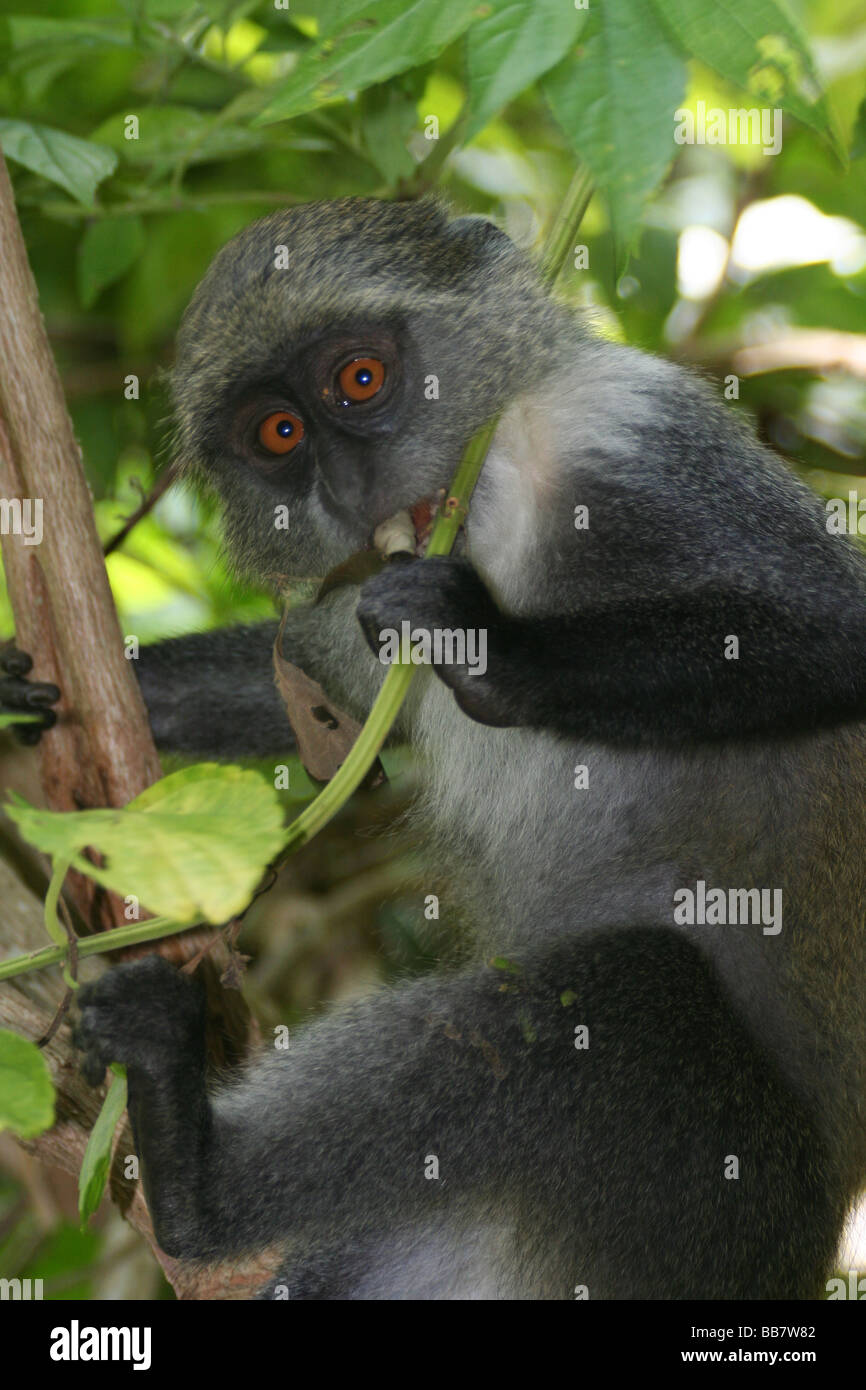 Blue monkey hi-res stock photography and images - Alamy