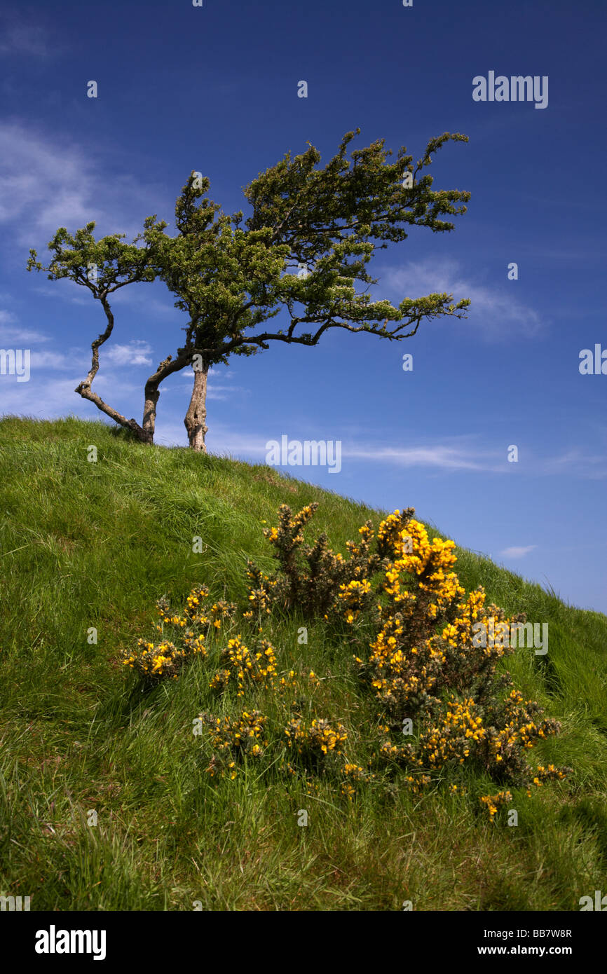 Windswept Tree Uk High Resolution Stock Photography and Images - Alamy