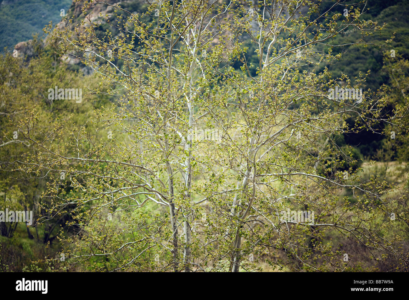 Trees in Malibu Creek State Park Calabasas Los Angeles LA Stock Photo ...