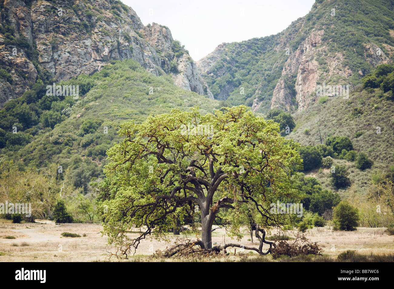 Tree Growing in Field In Front of Canyon Malibu Creek State Park ...
