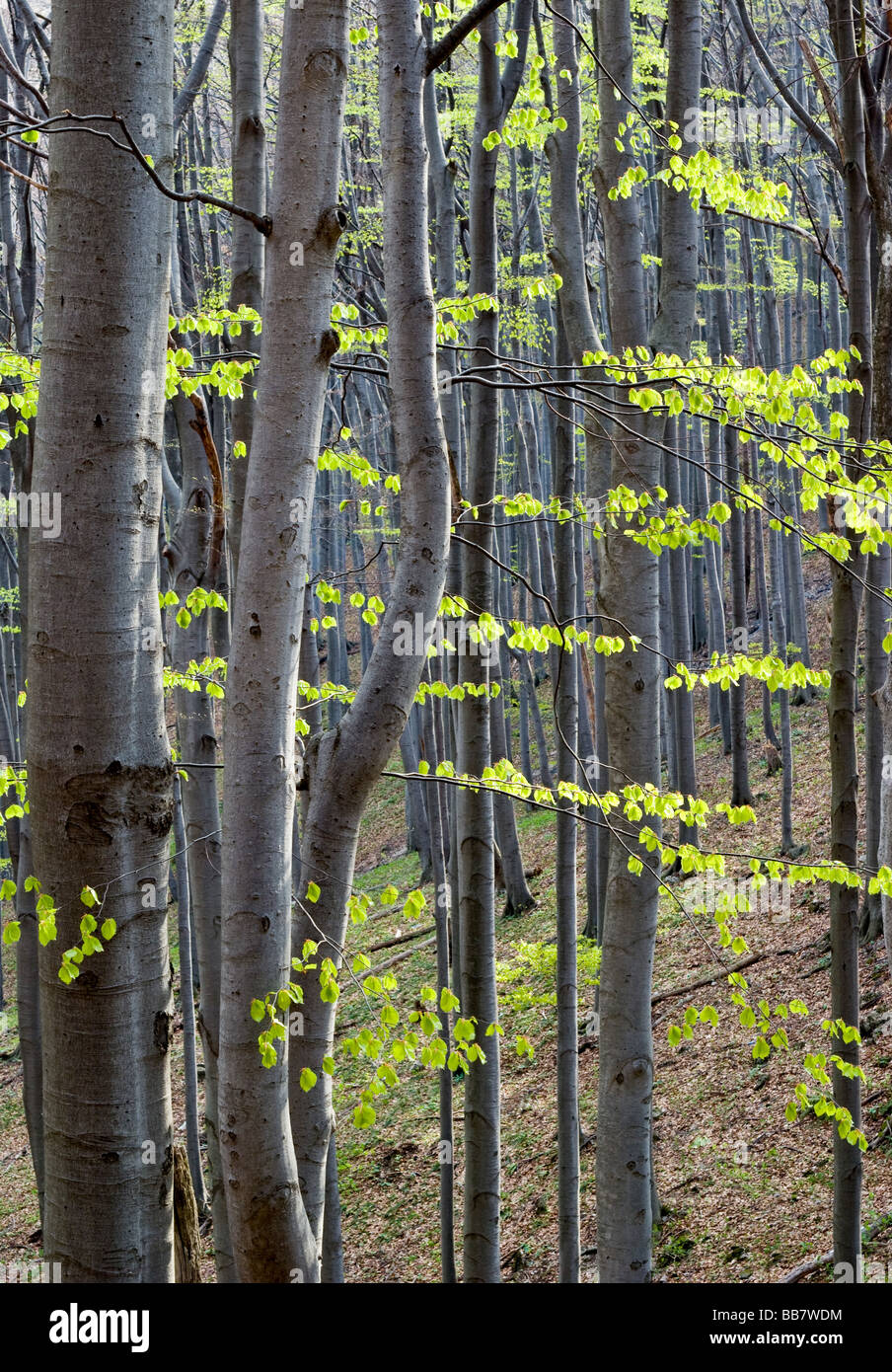 Beech forest begins to awakening Stock Photo - Alamy