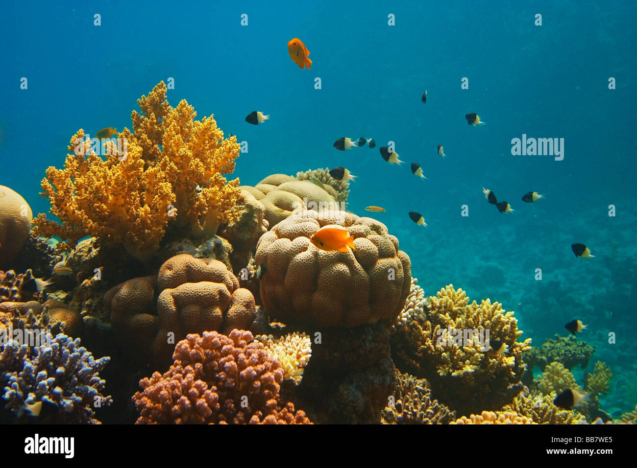 Typical coral reef in Red Sea. Red fishes squamipinnis anthias, corals ...