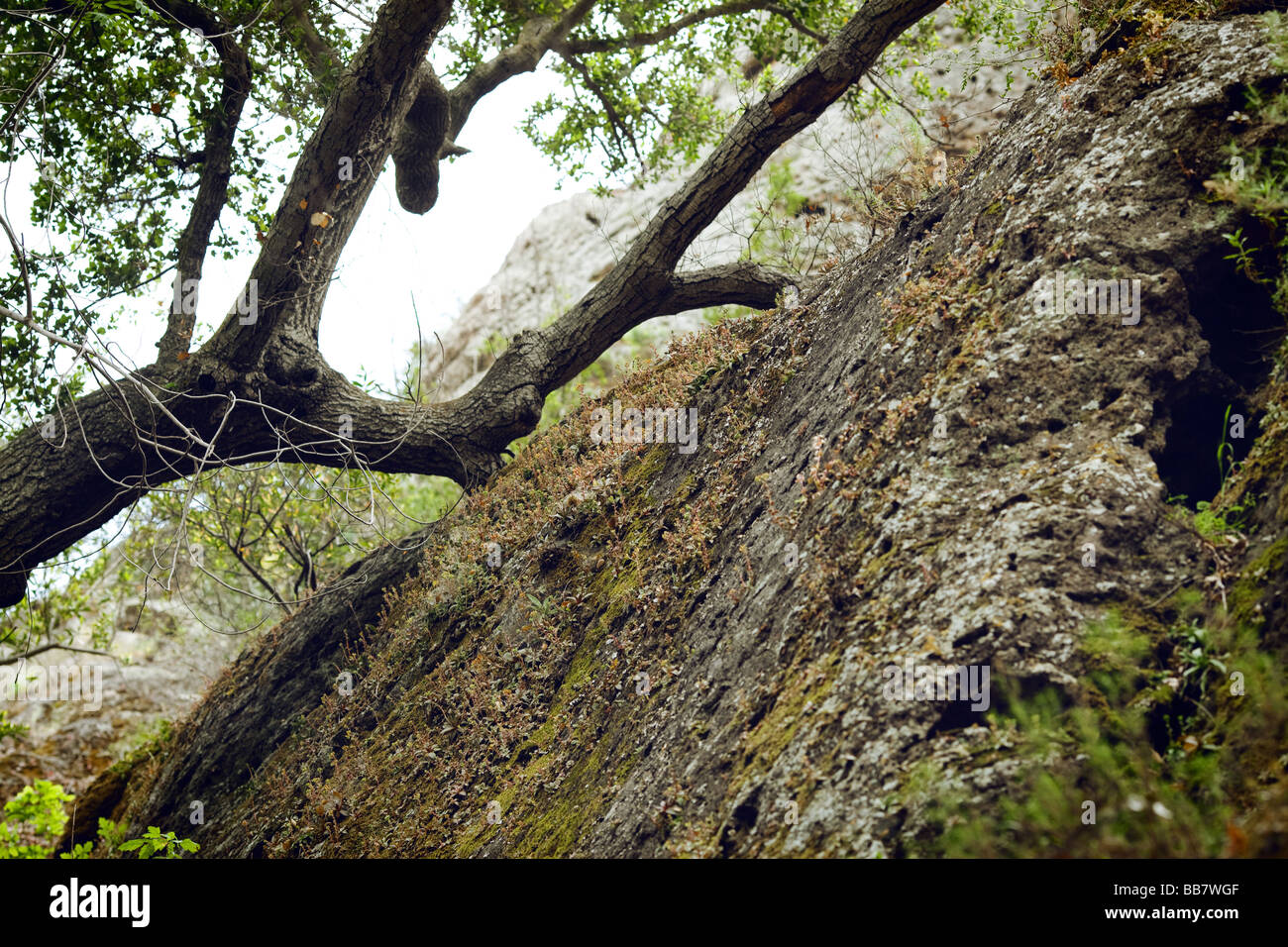 Trees Growing Along Cliffside Malibu Creek State Park Calabasas Los ...