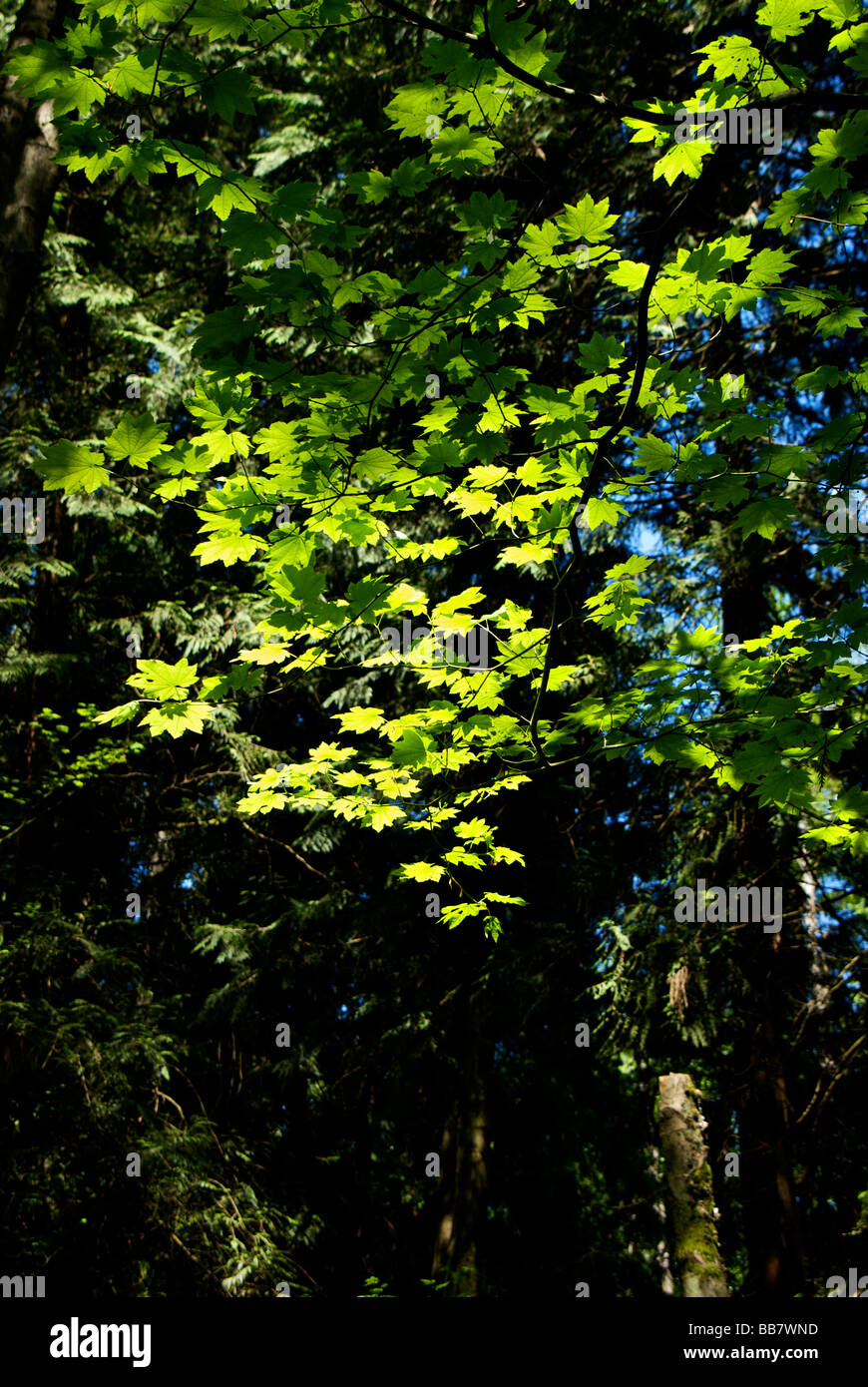 Vine maple sapling leaves in dappled light of forest opening Stock ...