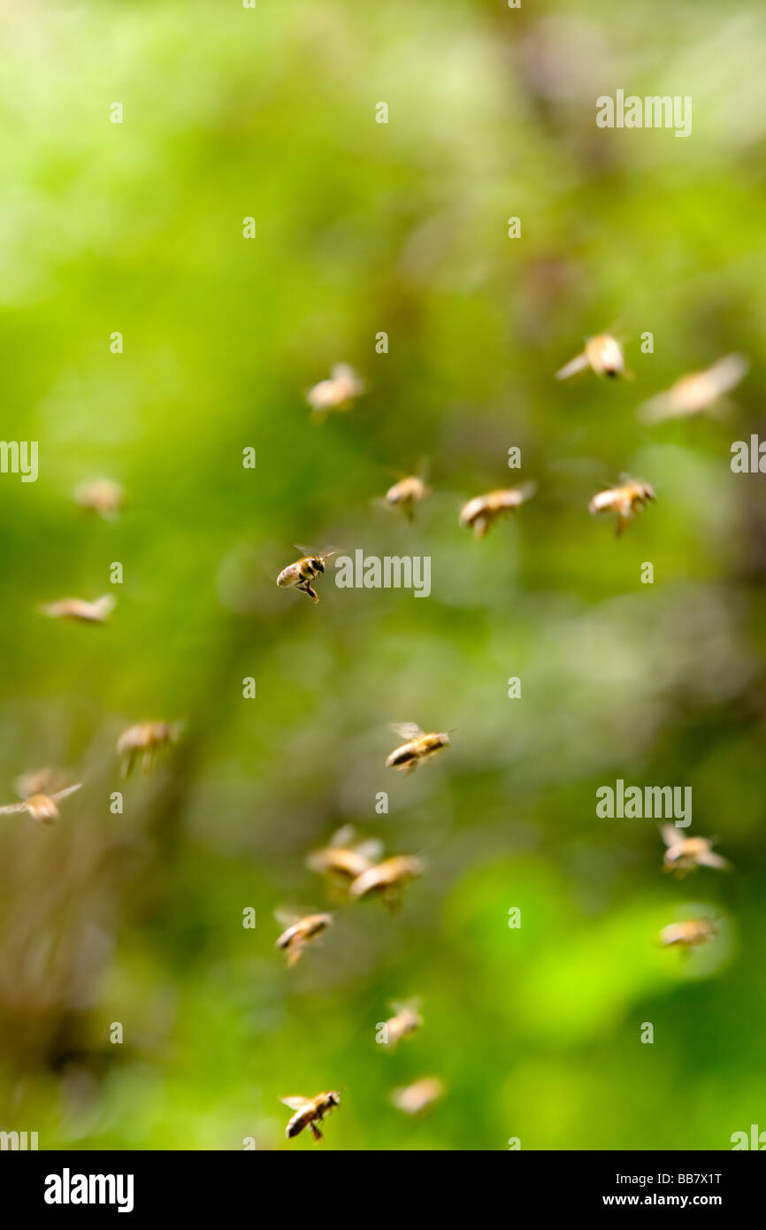 Drone flying in wild green hi-res stock photography and images - Alamy