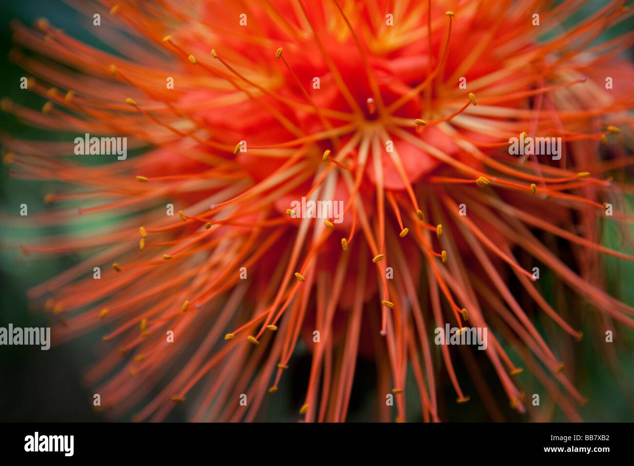 Brownea flower brownea macrophylla hi-res stock photography and images ...