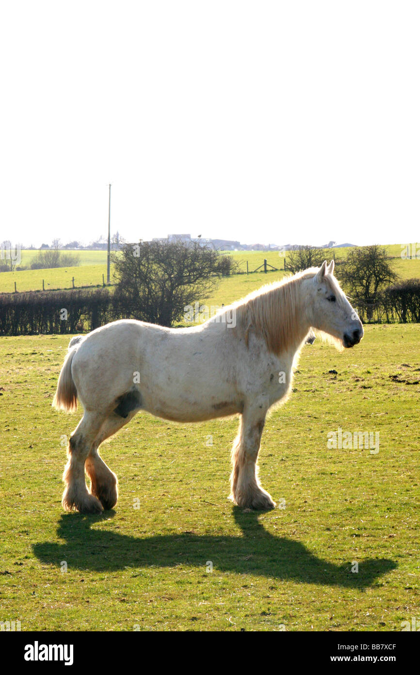 White shire horse hi-res stock photography and images - Alamy