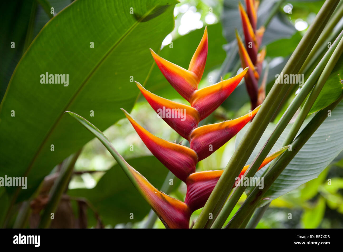 Tropical heliconia flower (Heliconiaceae Stock Photo - Alamy