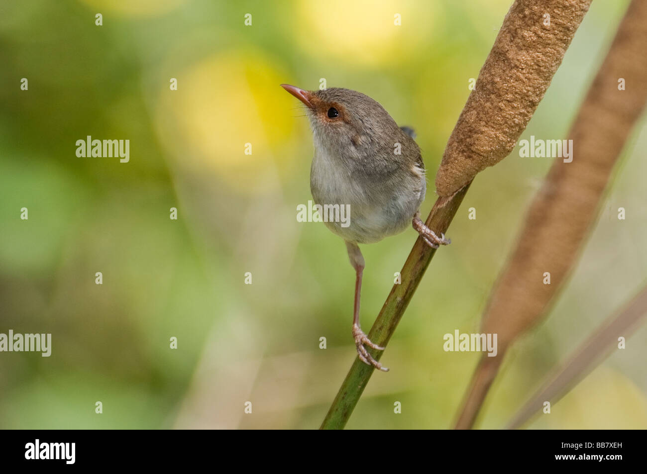 Superb blue wren, female, Malurus cyaneus, South Australia Stock Photo ...