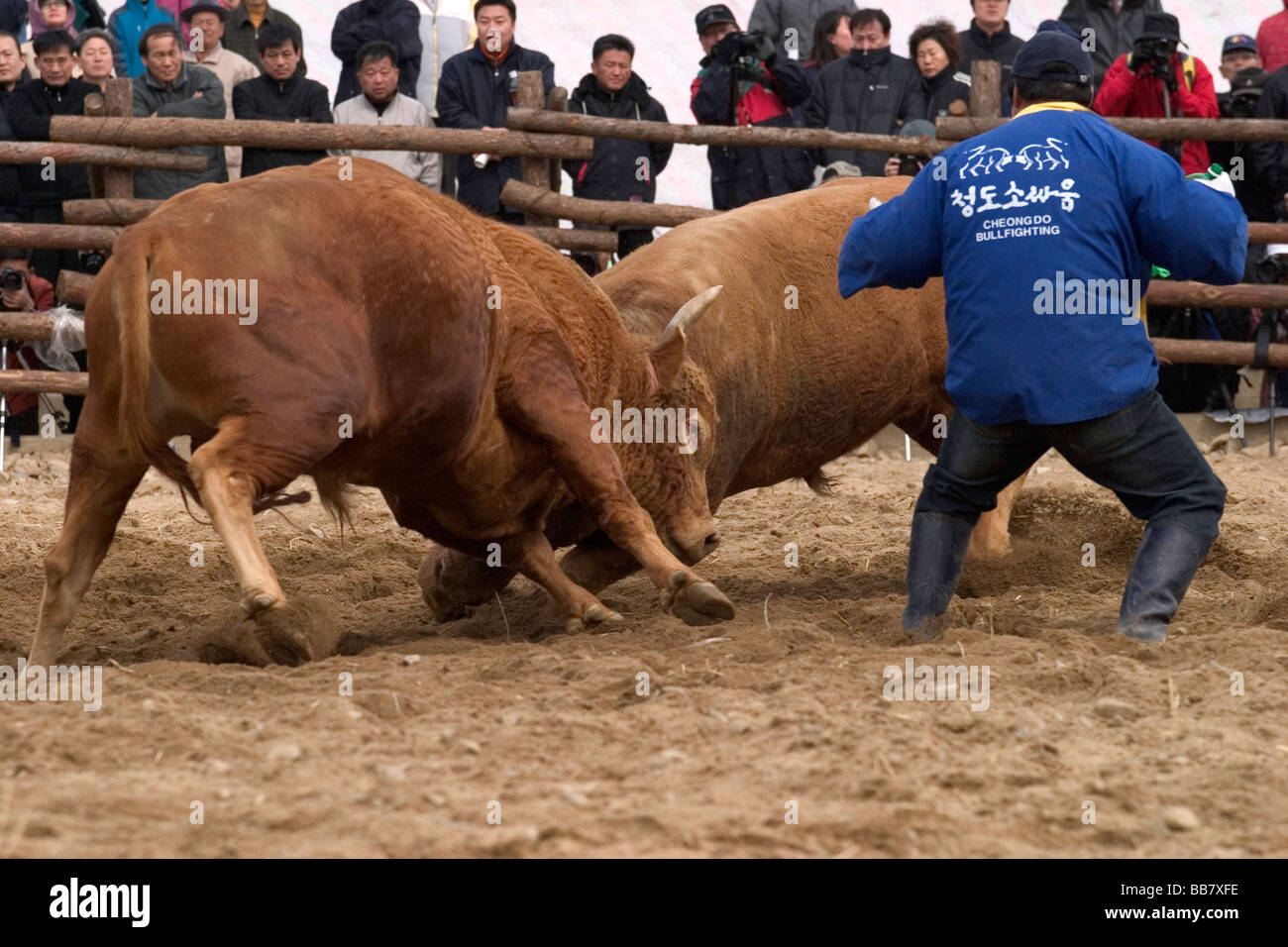 Mammoth bulls compete for dominance at the annual bullfighting festival ...