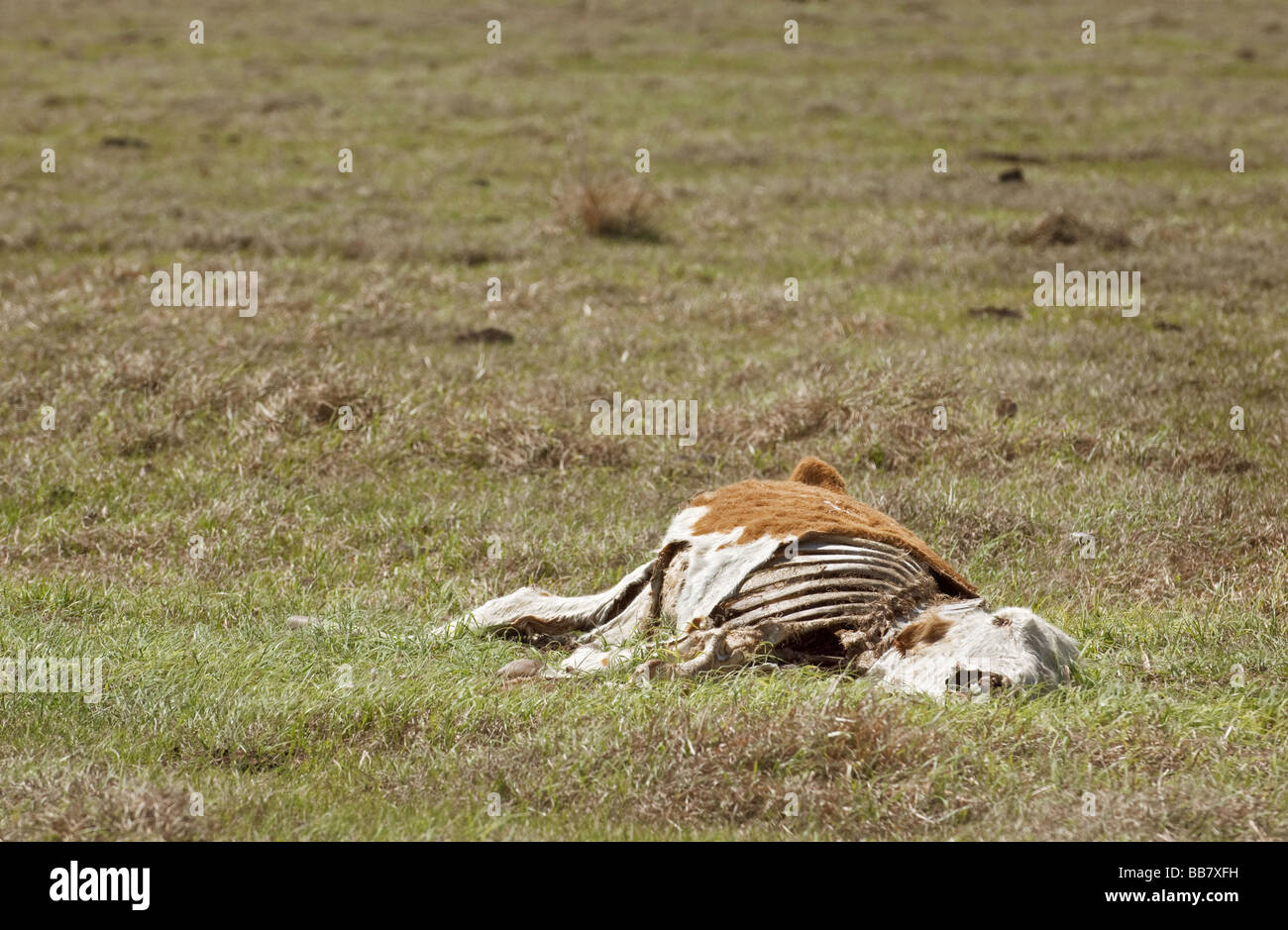 dead cow in field Stock Photo - Alamy